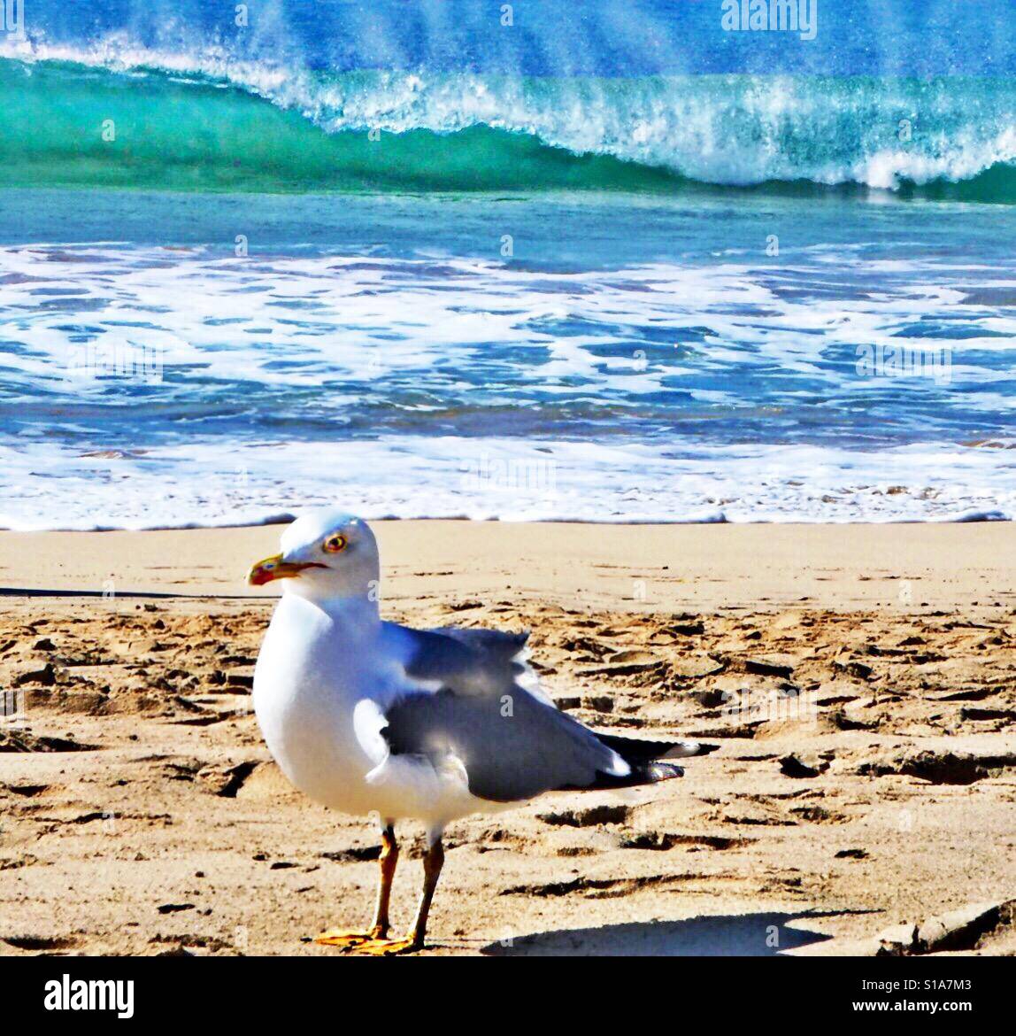 Seagull and waves Stock Photo - Alamy