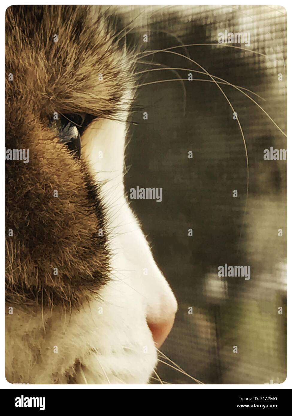 Cat looking out the window Stock Photo - Alamy