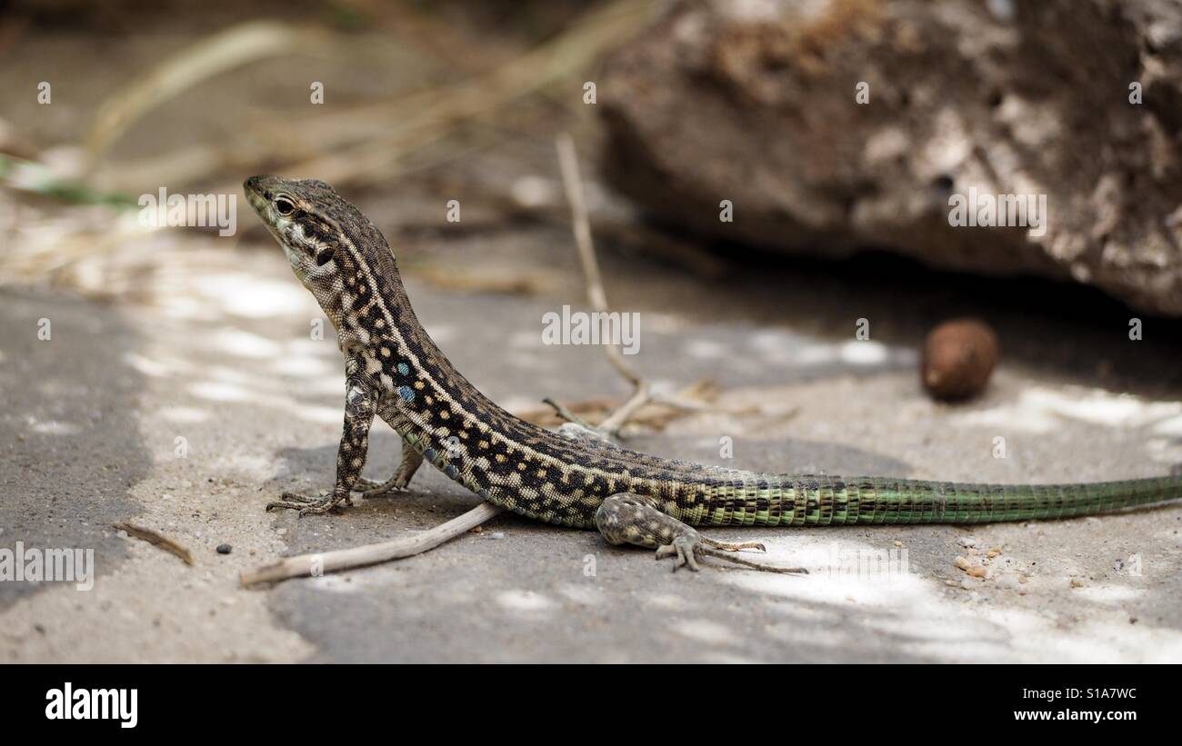 Lizzard italy hi-res stock photography and images - Alamy
