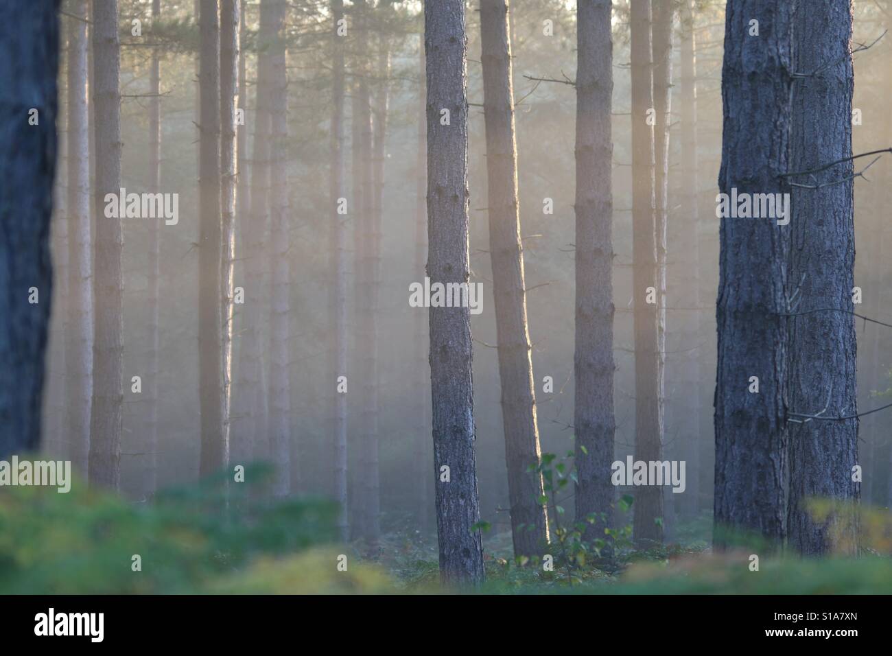 Sunlight through forest hi-res stock photography and images - Alamy