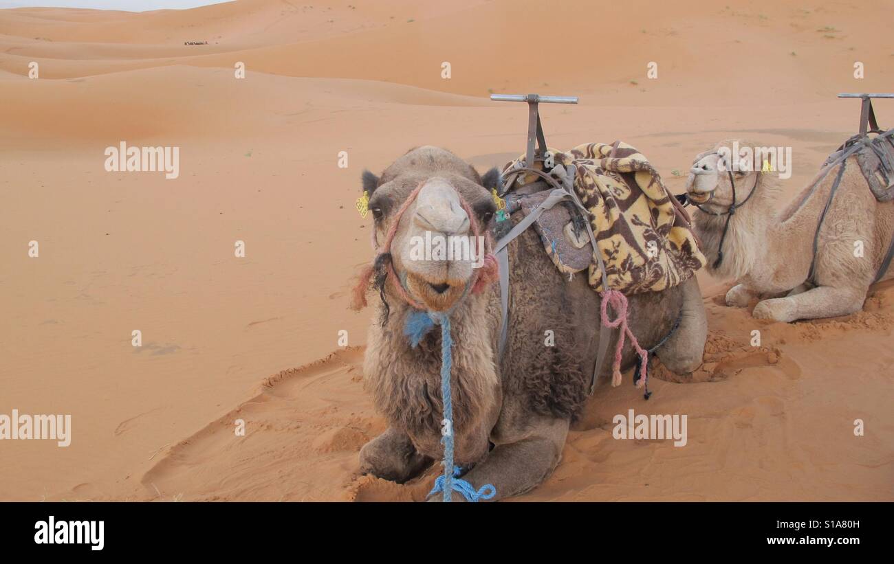 Camel saddles hi-res stock photography and images - Alamy