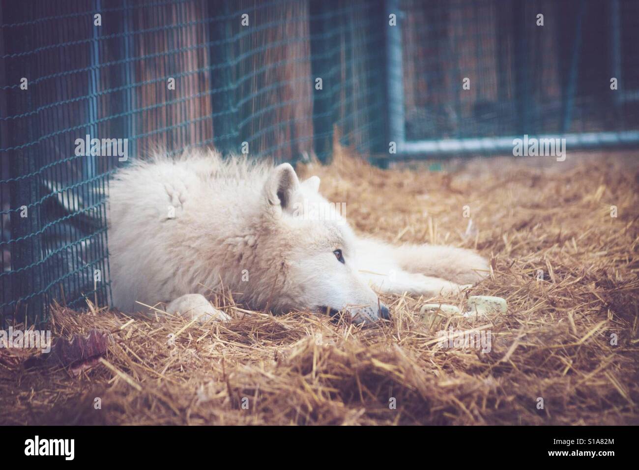 White Wolf Zoo High Resolution Stock Photography and Images - Alamy