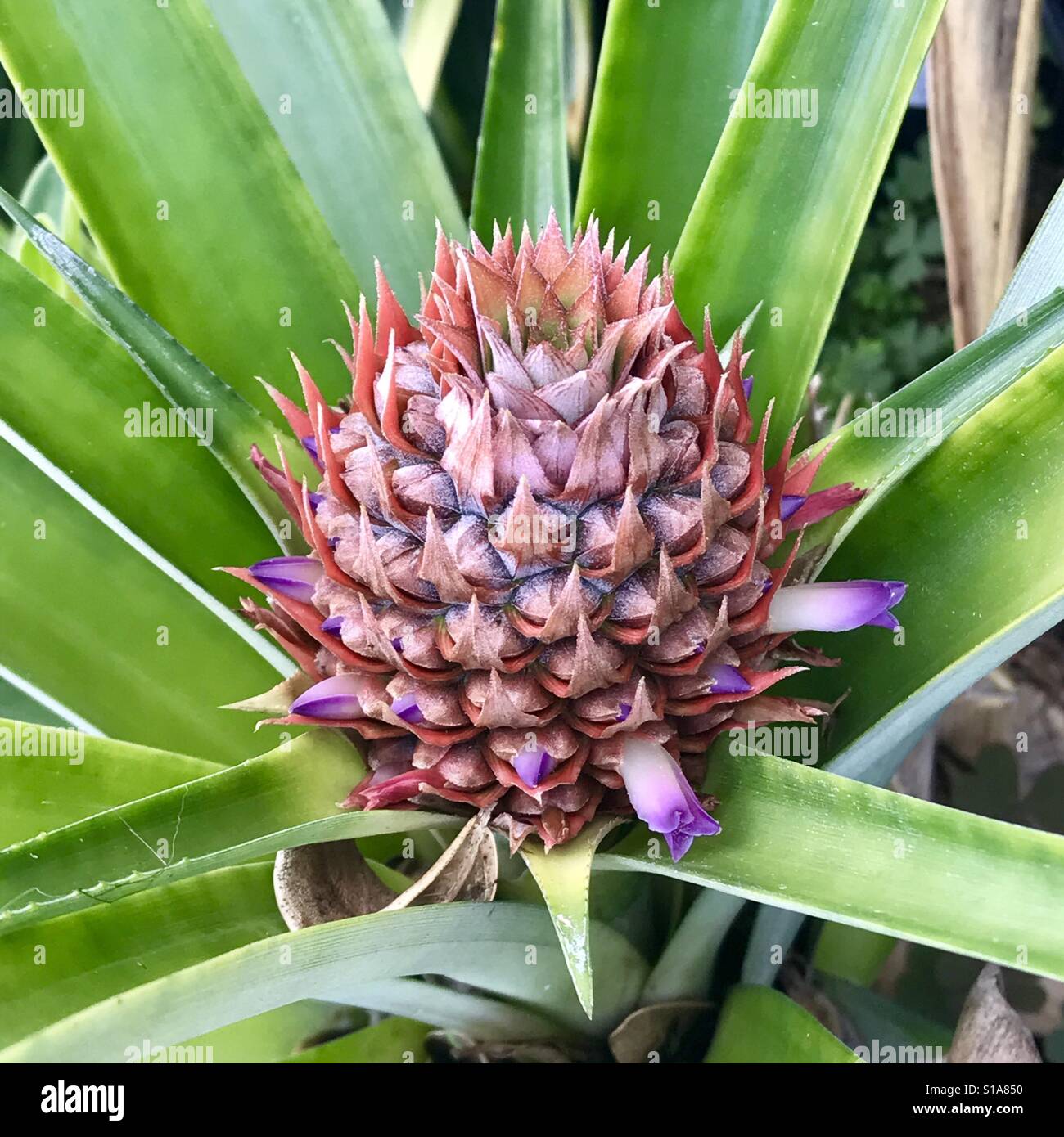 Rooftop living garden hi-res stock photography and images - Alamy