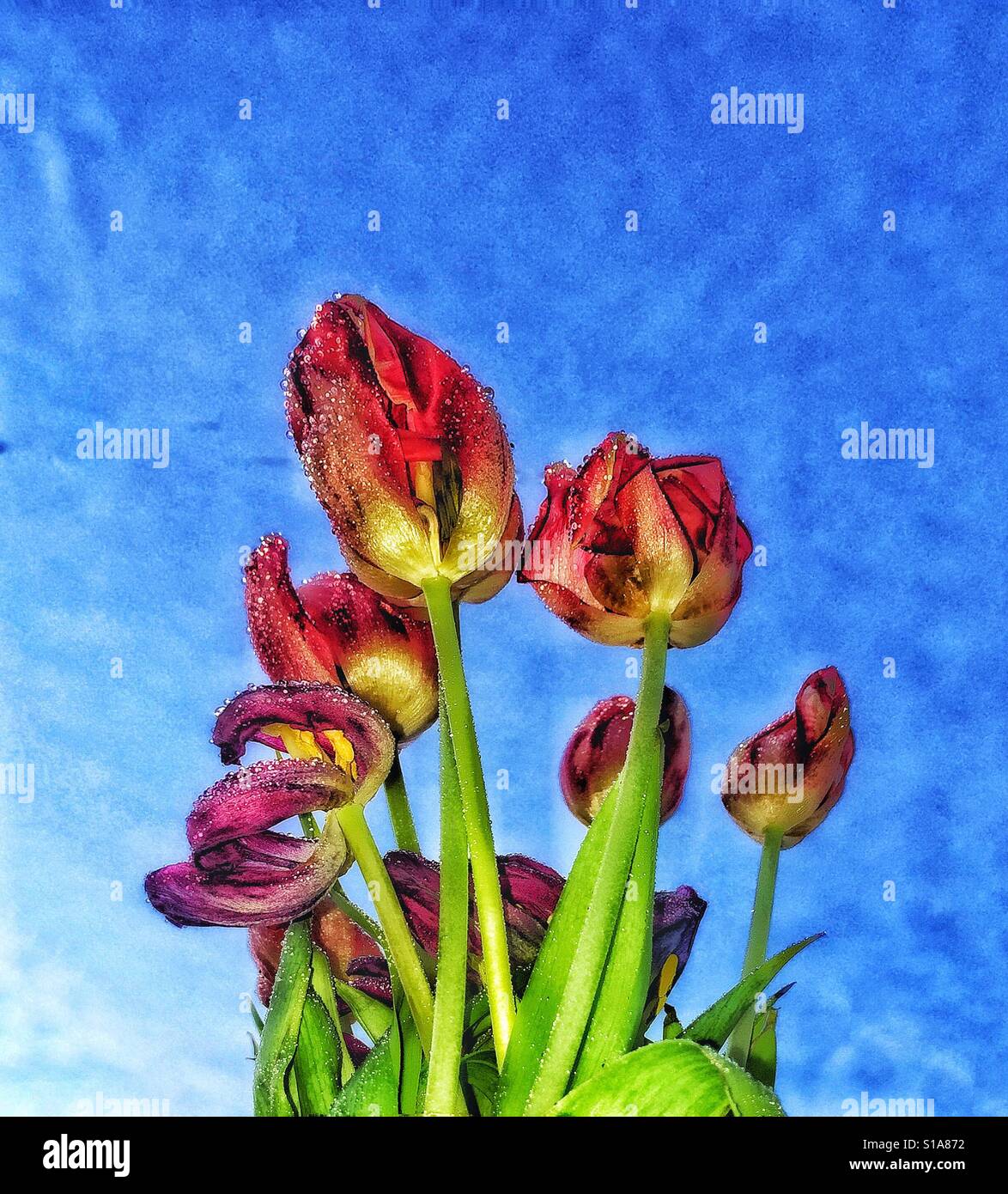 Faded spring tulips Stock Photo - Alamy