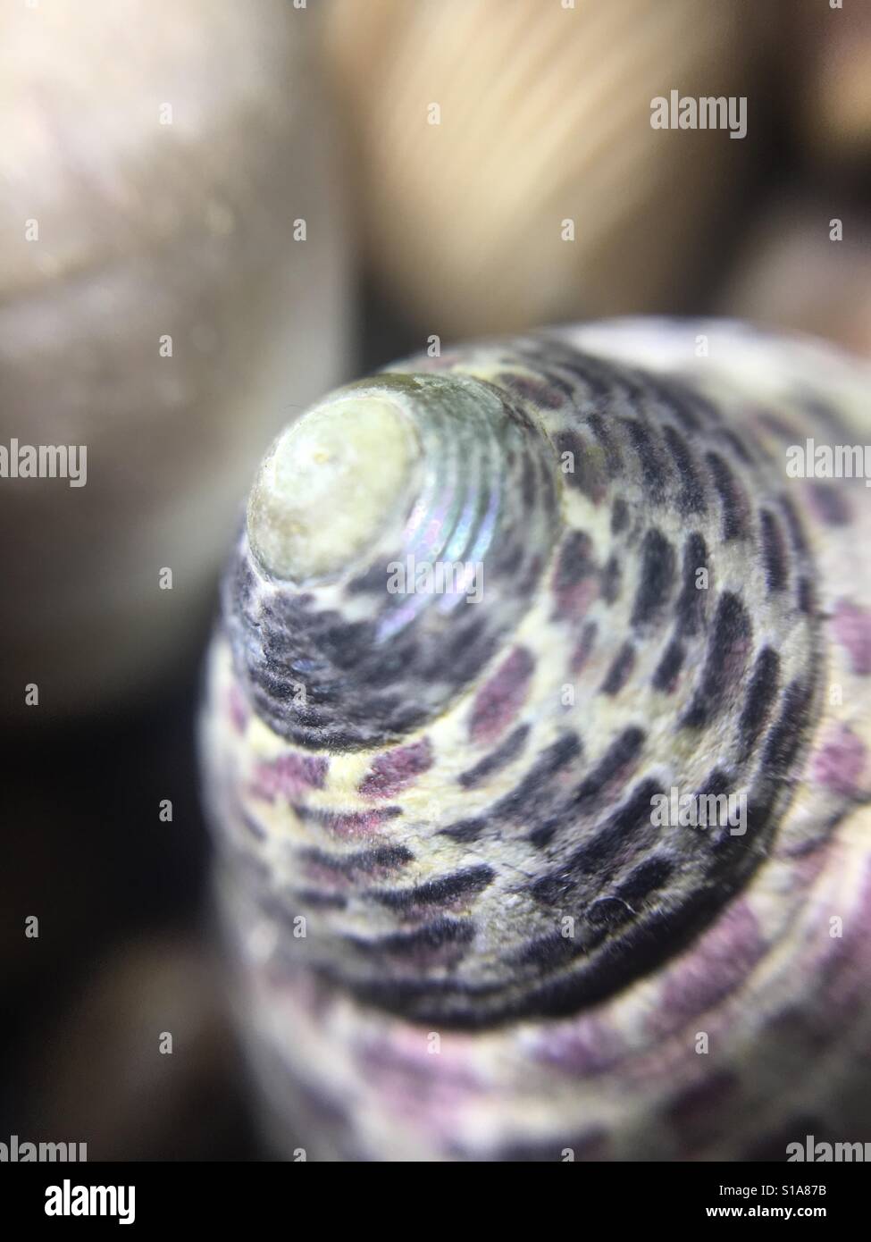 Purple sea shell hi-res stock photography and images - Alamy