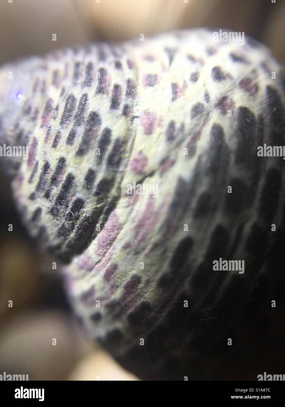 Shell shape hi-res stock photography and images - Alamy