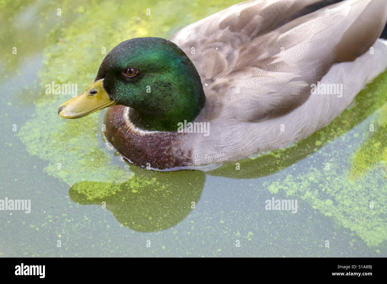 Floating wild duck hi-res stock photography and images - Alamy