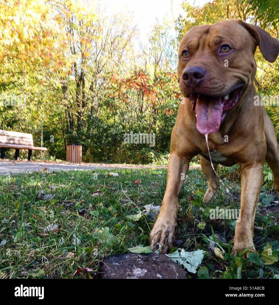 Pitsky dog hi-res stock photography and images - Alamy