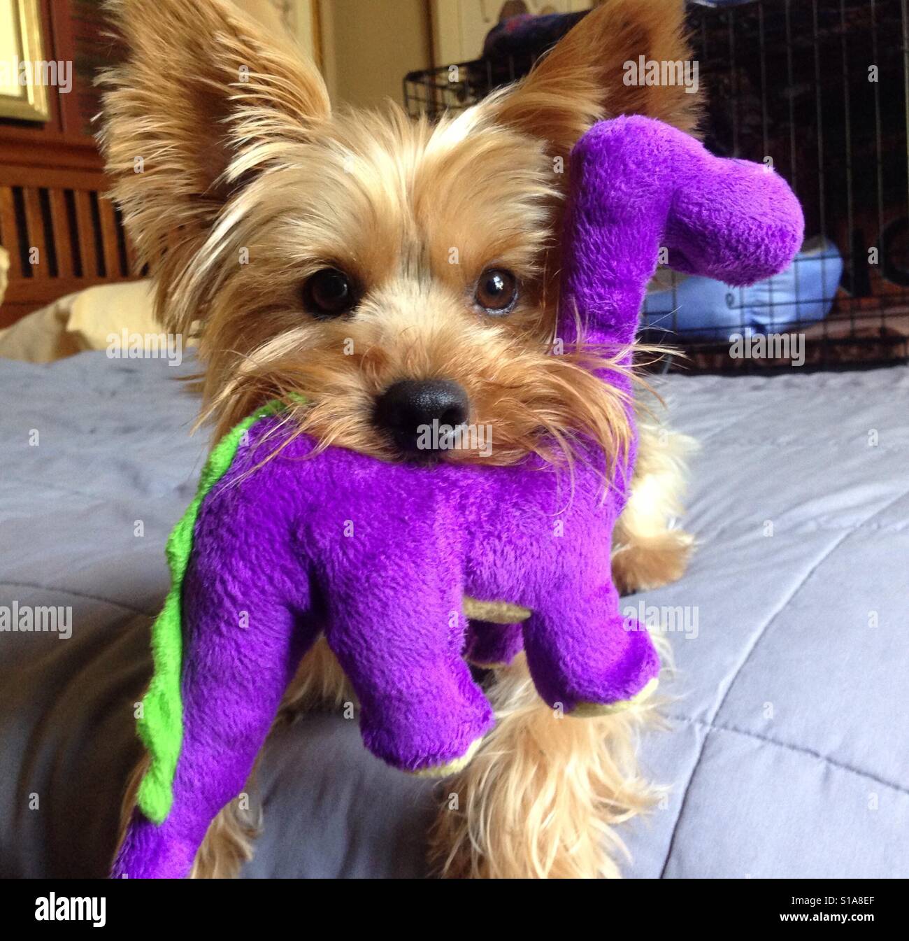 Kobi the dog Stock Photo - Alamy