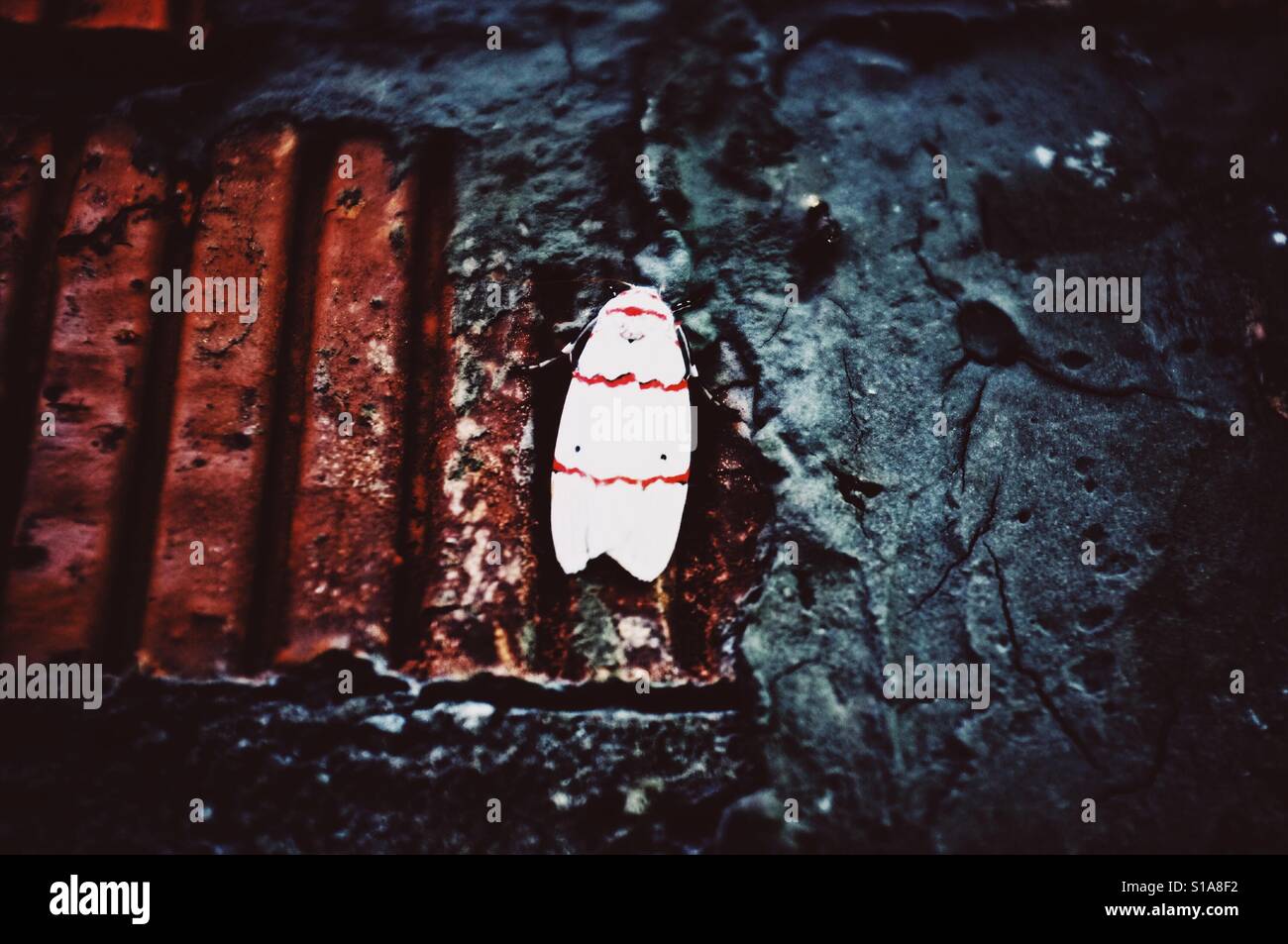 Brick moth hi-res stock photography and images - Alamy