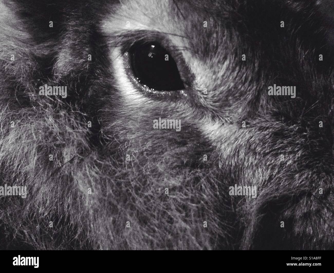 Angry And Rabbit High Resolution Stock Photography and Images - Alamy