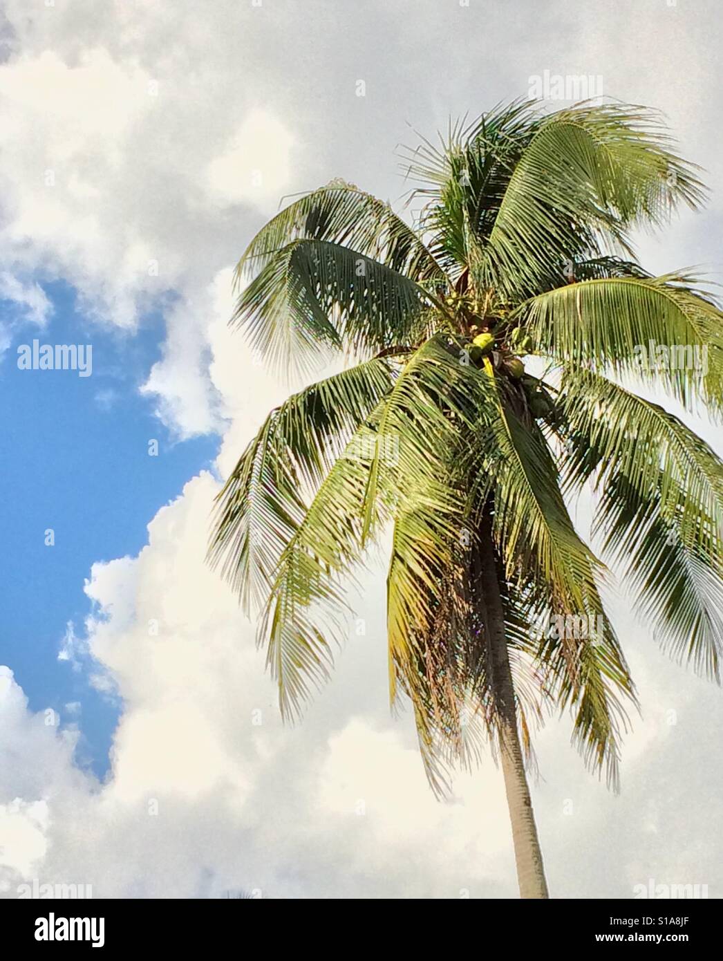 Coconut tree trunks hi-res stock photography and images - Alamy