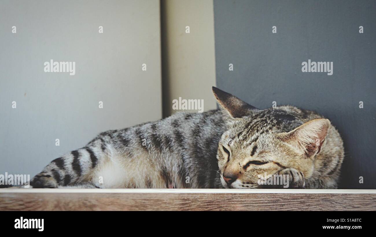 Sleeping grey cat hi-res stock photography and images - Alamy