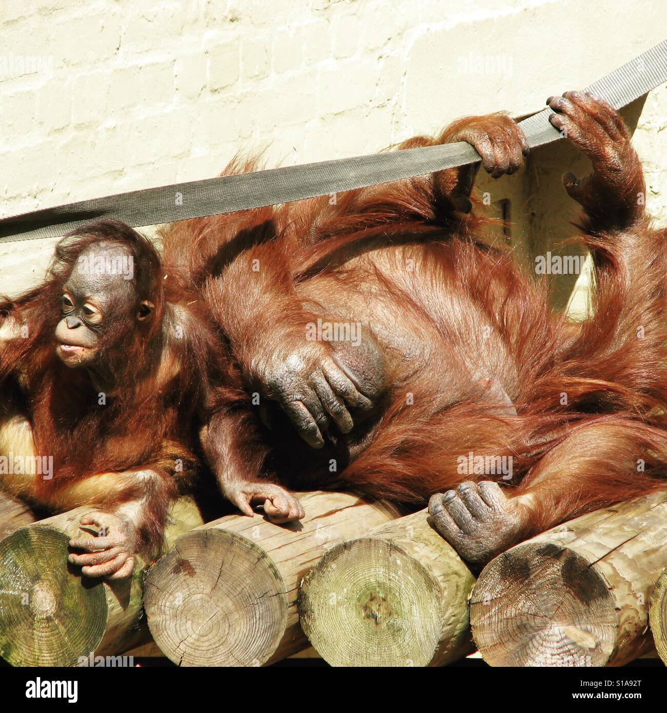 Face palm hi-res stock photography and images - Alamy