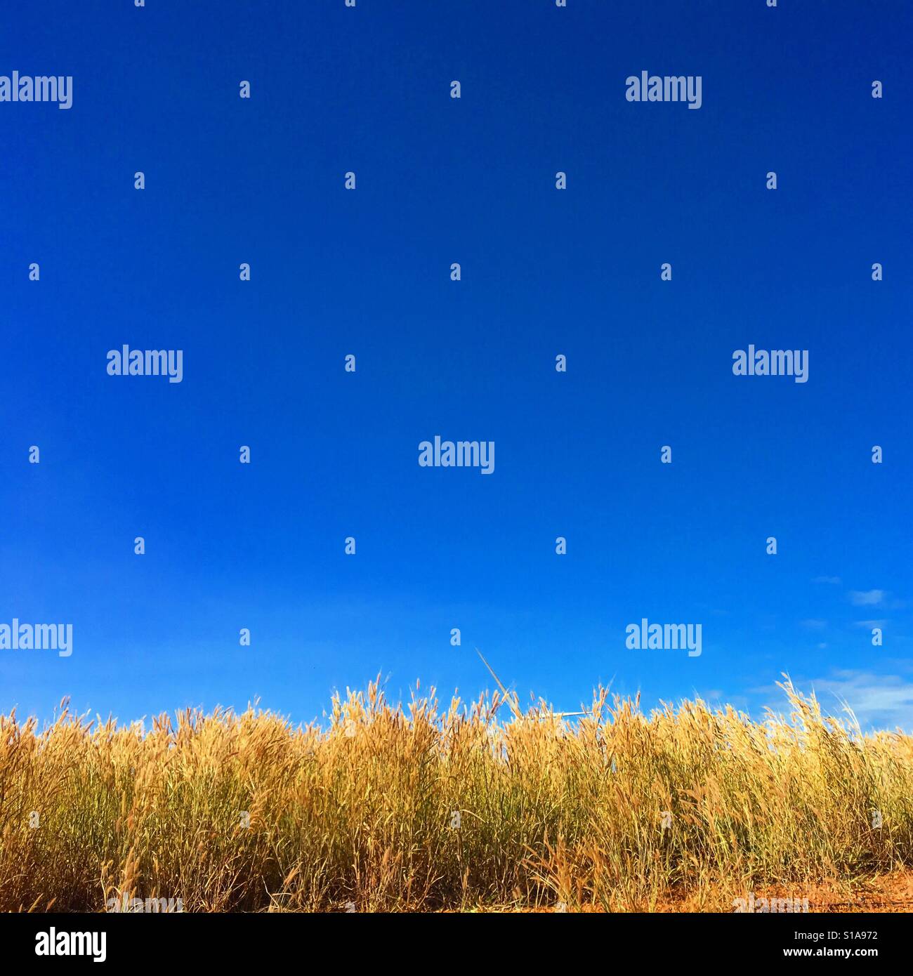 Golden field hi-res stock photography and images - Alamy
