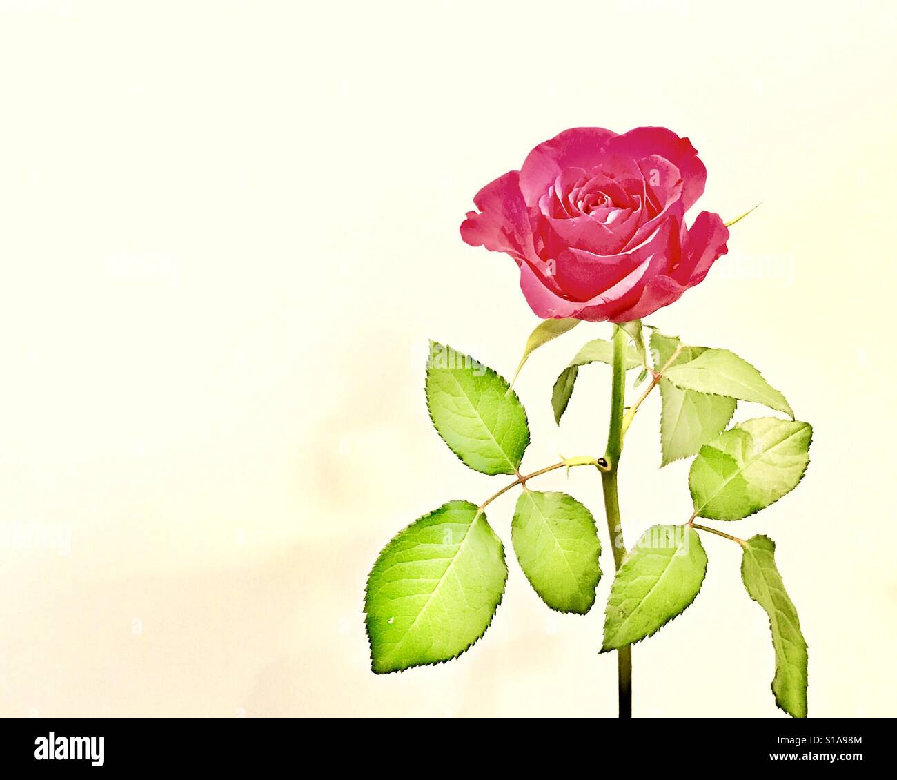 Red stem of a plant hi-res stock photography and images - Alamy