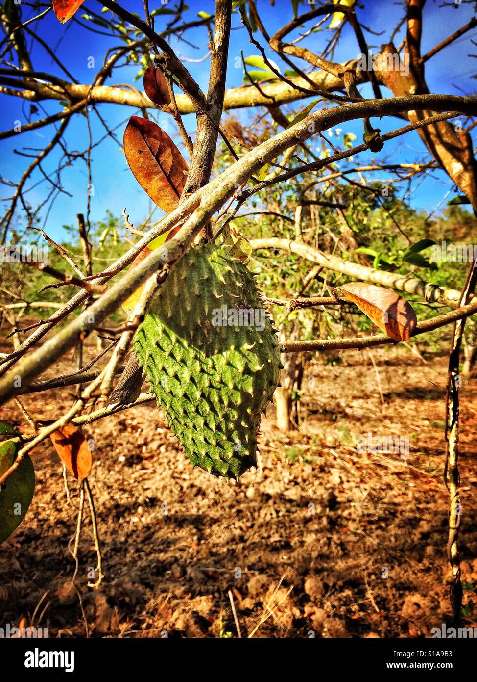 Guanabana fruit hi-res stock photography and images - Alamy