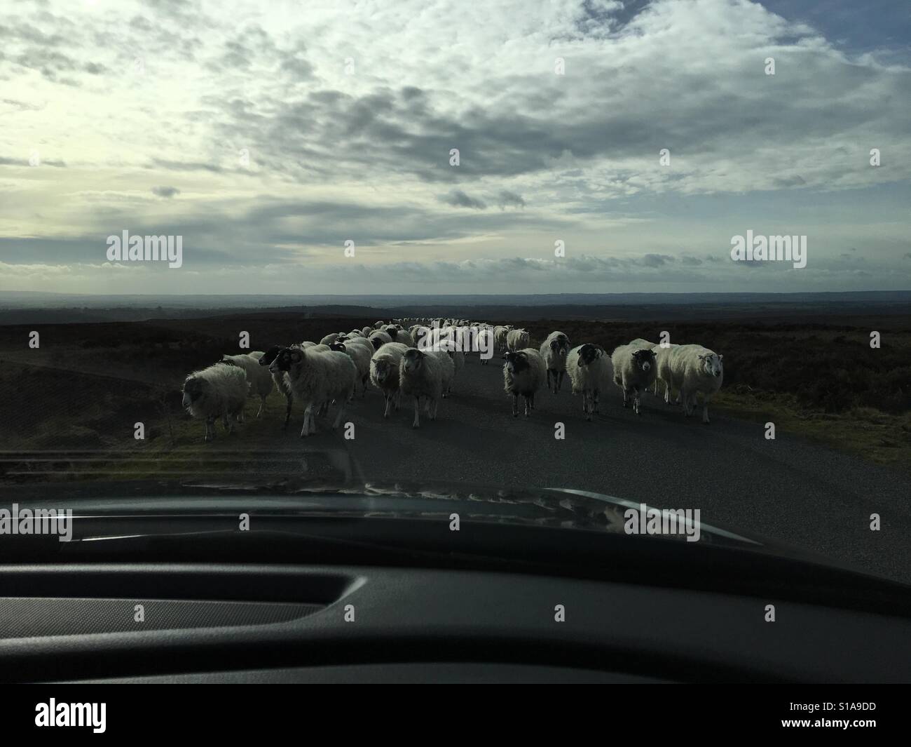 Sheep traffic jam hi-res stock photography and images - Alamy