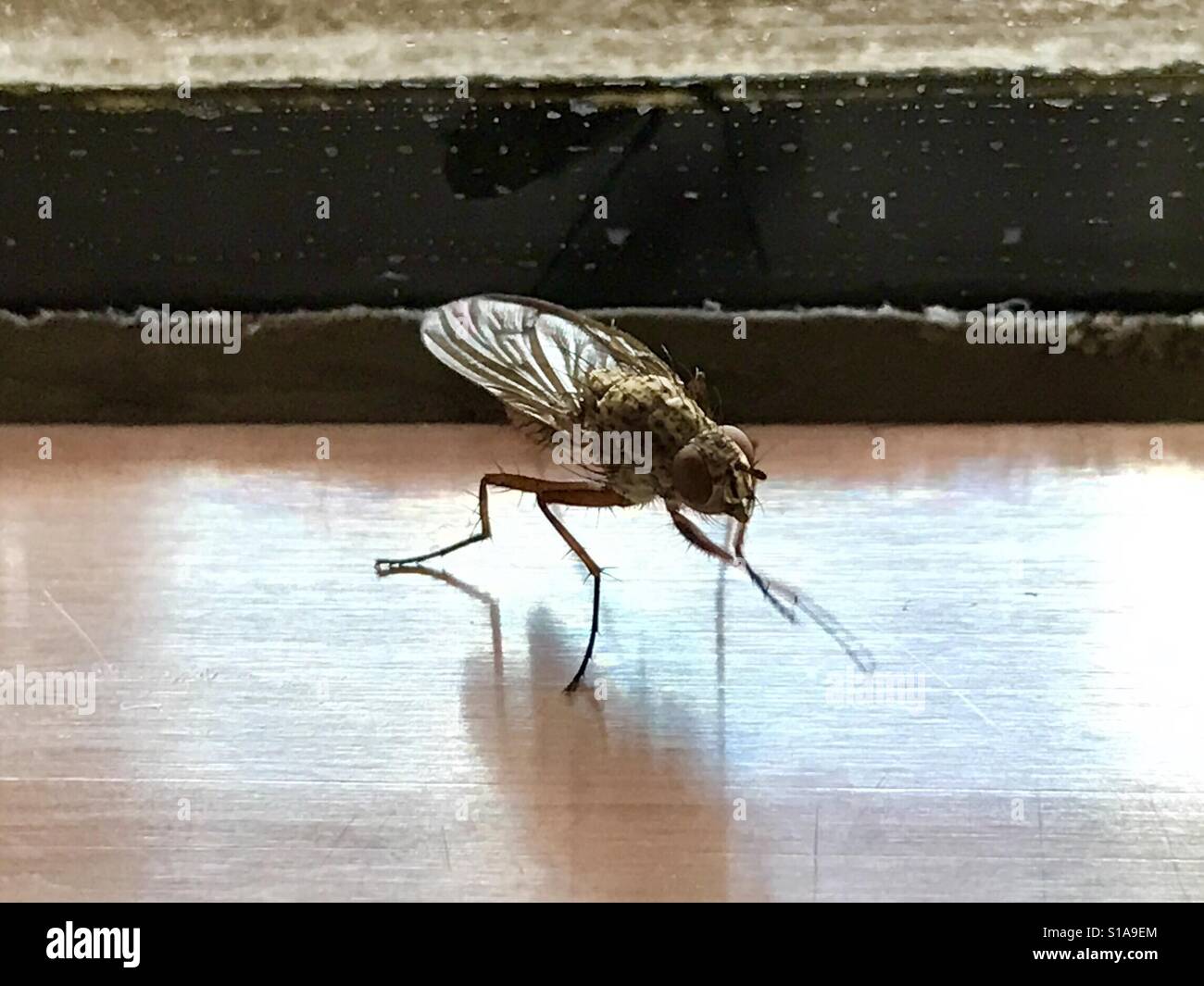A large fly on a window sill Stock Photo - Alamy
