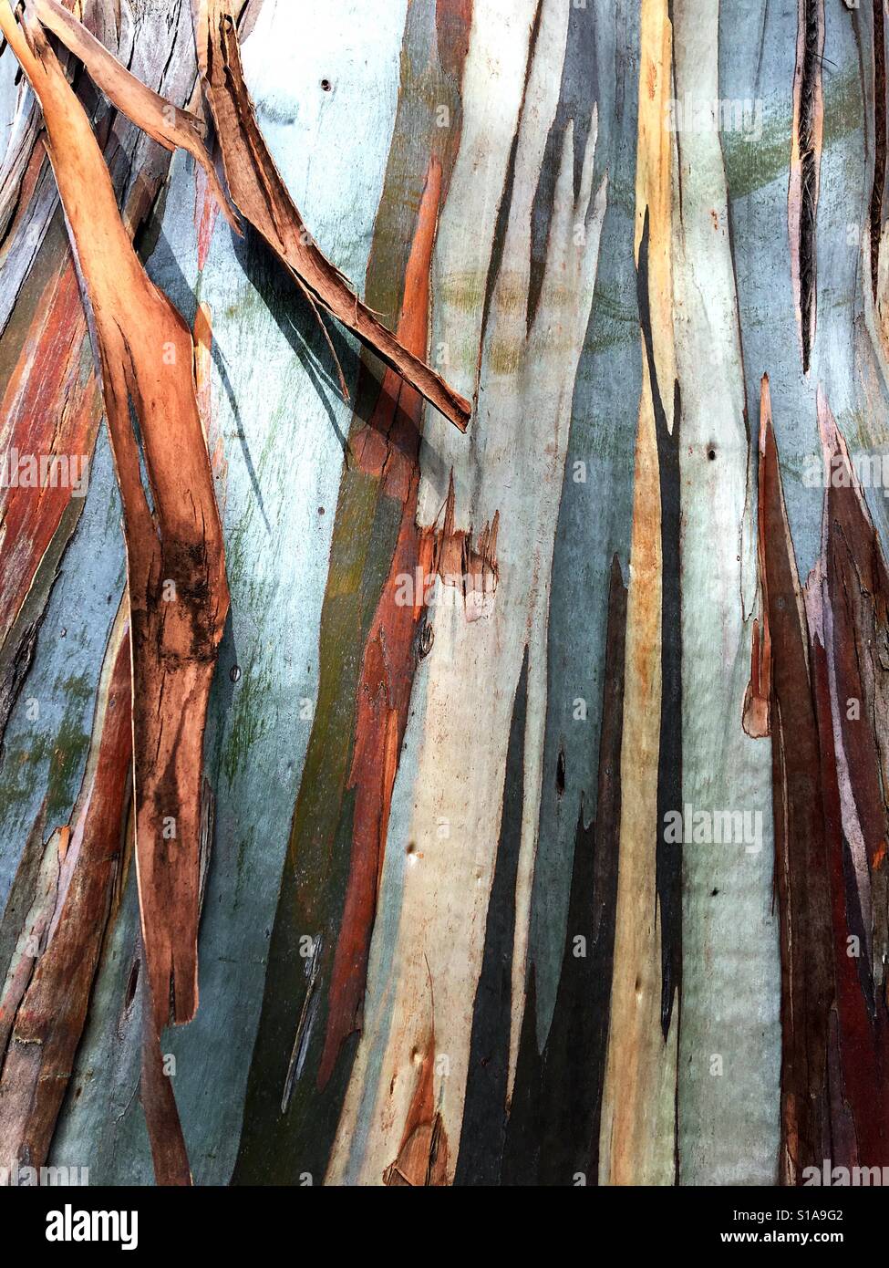 A close-up of the colorful bark of a eucalyptus tree Stock Photo - Alamy