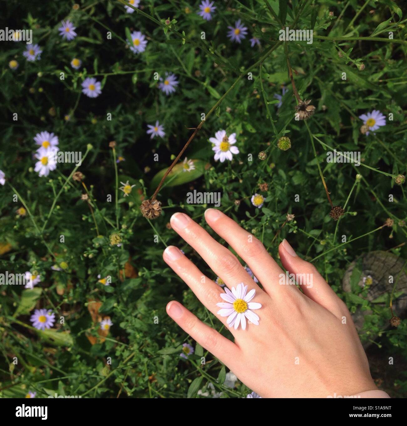 Hand Want Pick a Beautiful White Daisy Small Flower Stock Photo - Alamy
