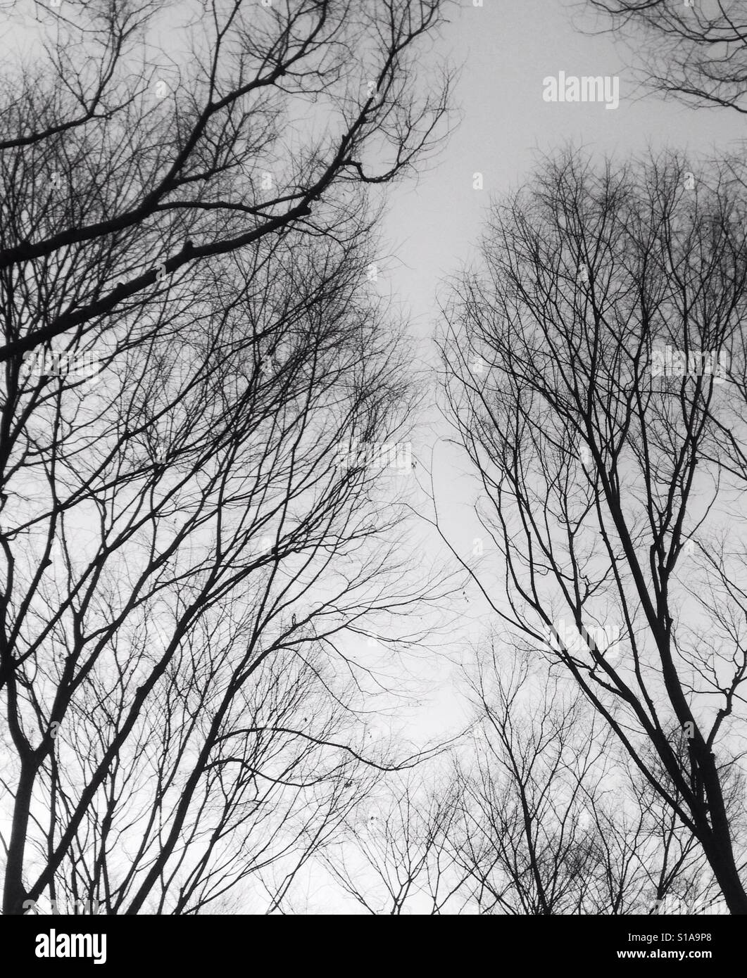 Black dead trees hi-res stock photography and images - Alamy