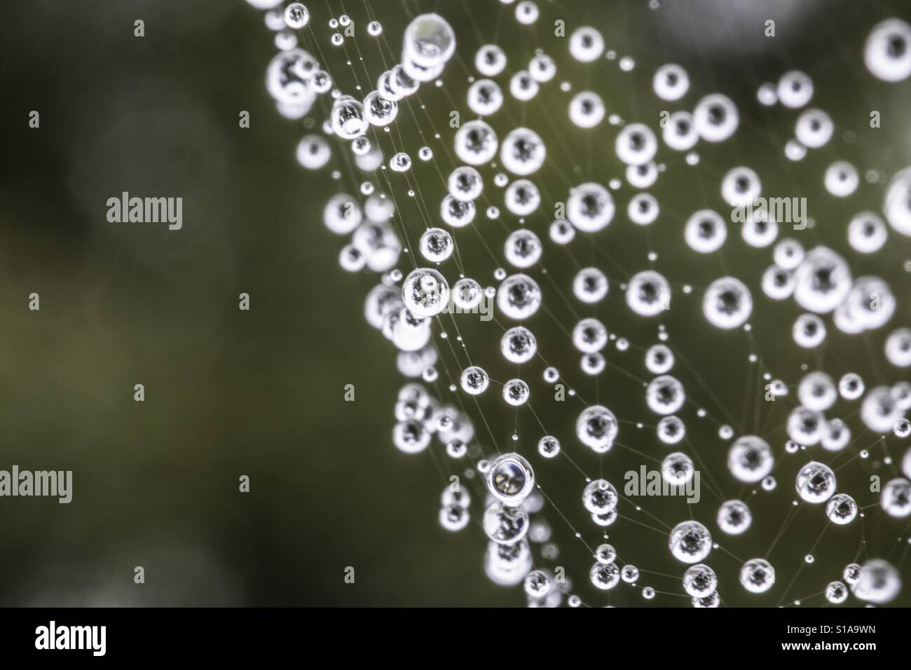 Rain Spiders High Resolution Stock Photography and Images - Alamy