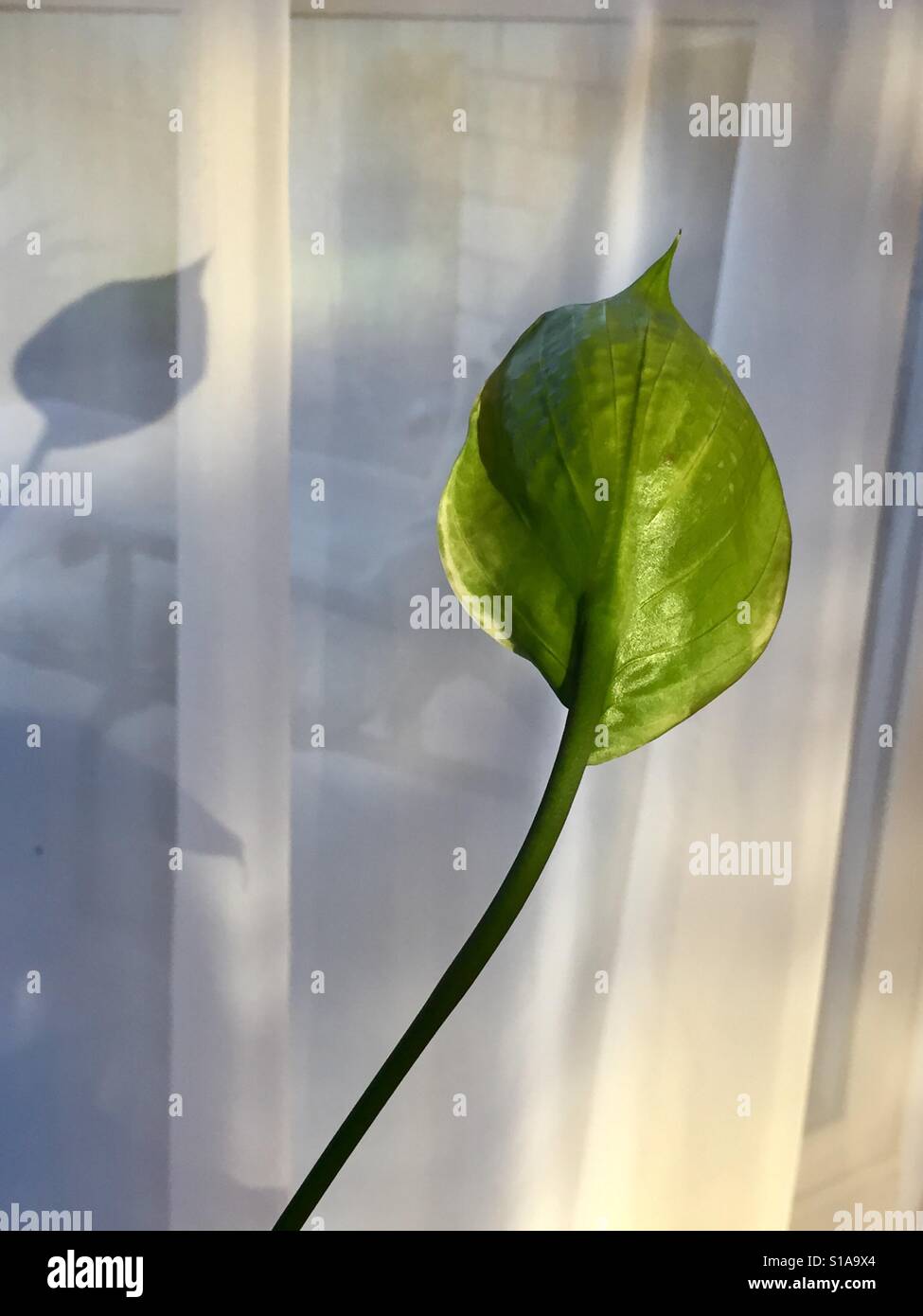 Single leaf and shadow Stock Photo - Alamy