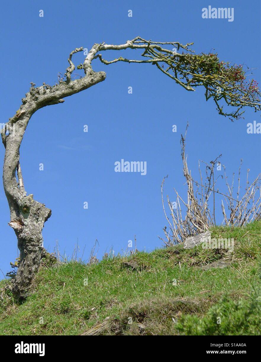 Windswept tree bending hi-res stock photography and images - Alamy