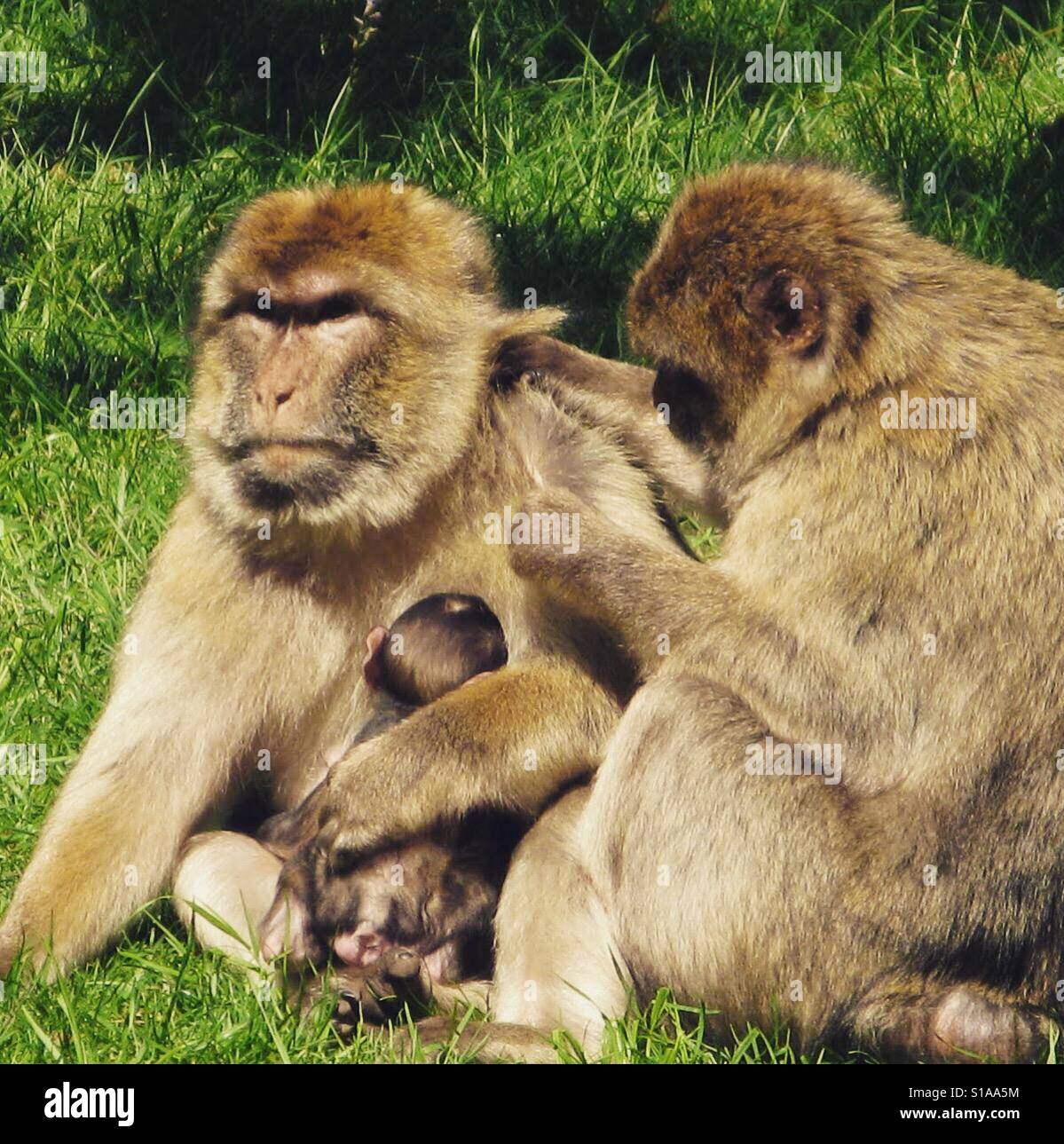 Baby monkey grooming hi-res stock photography and images - Alamy