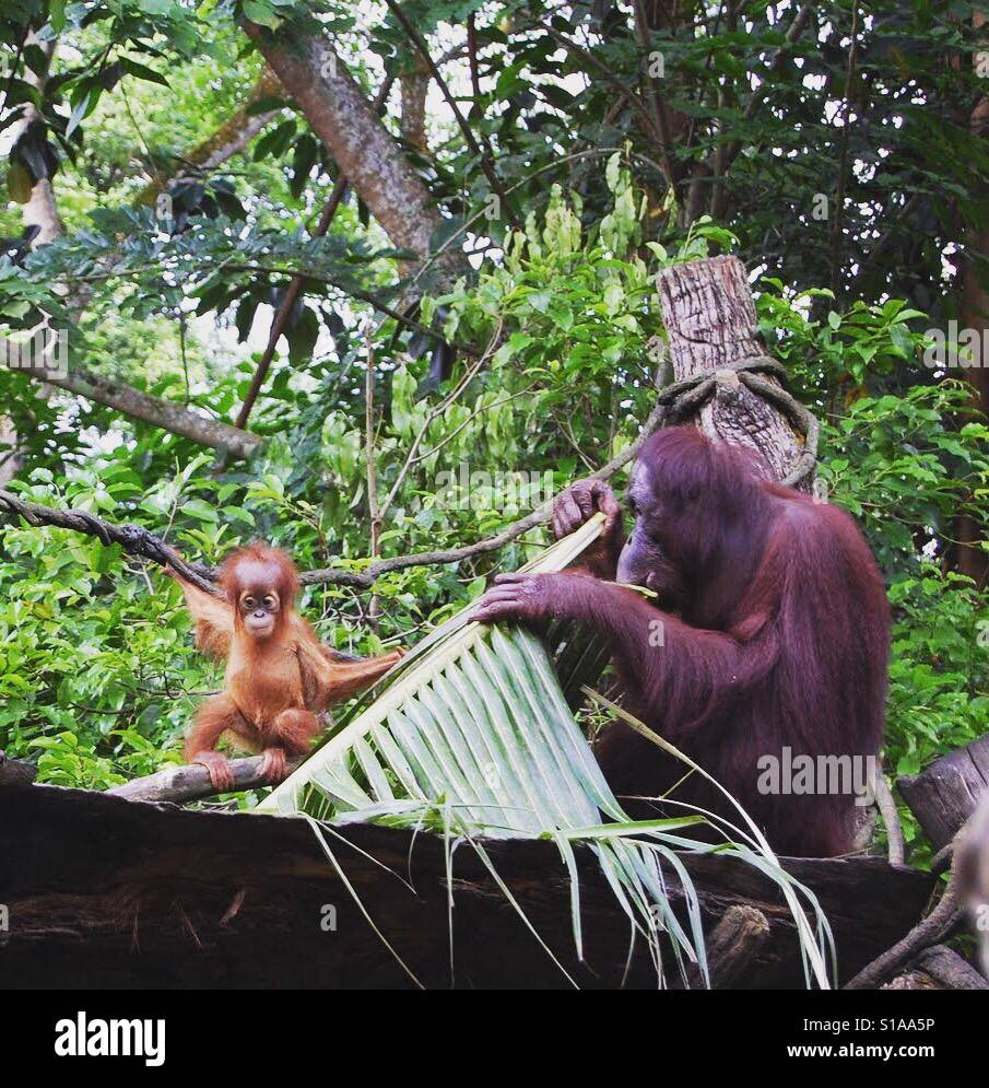Mother and baby orangutans Stock Photo - Alamy