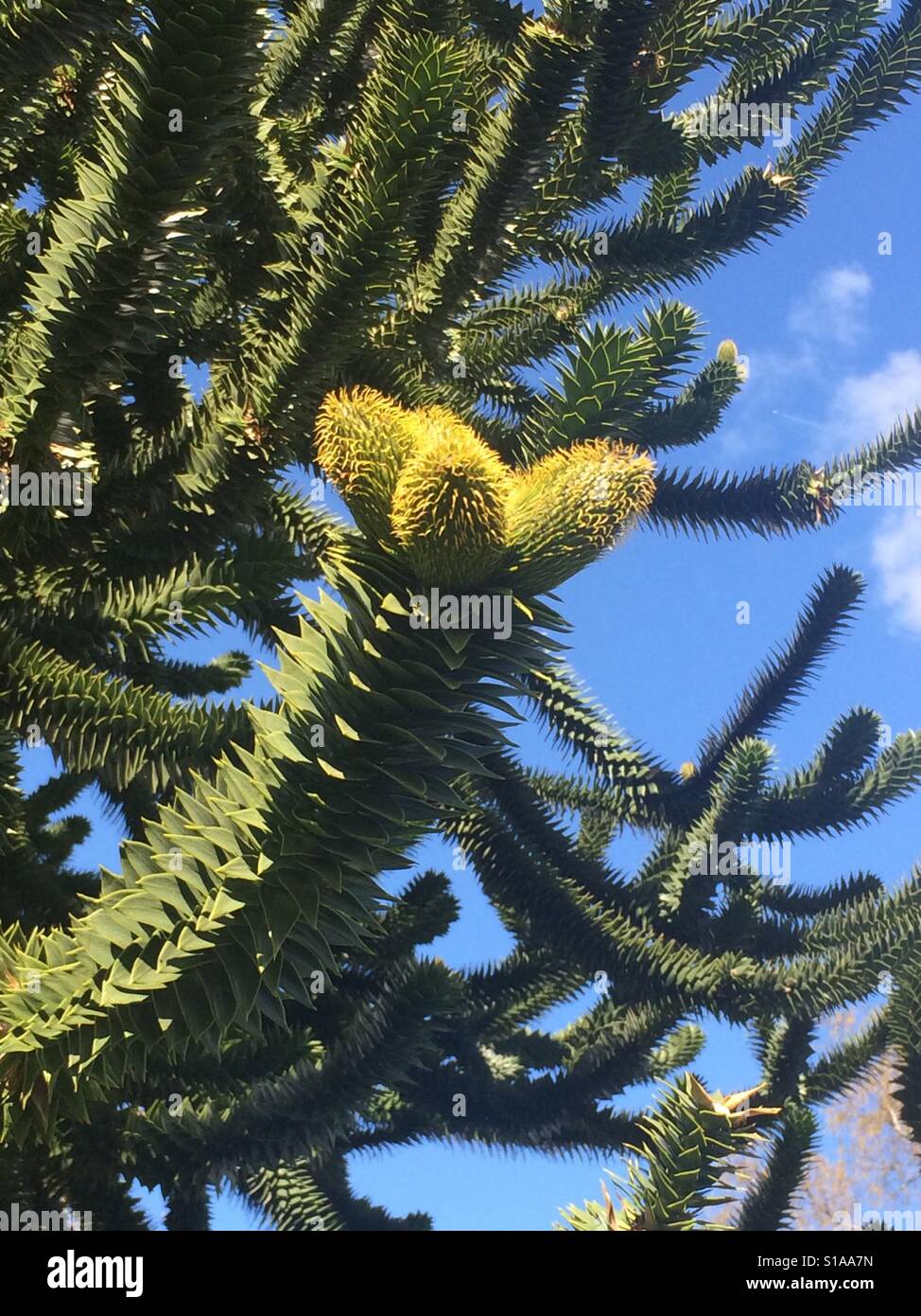Monkey puzzle tree Stock Photo - Alamy