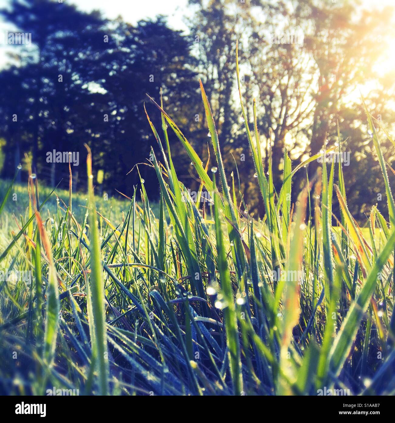 Early sun light hi-res stock photography and images - Alamy