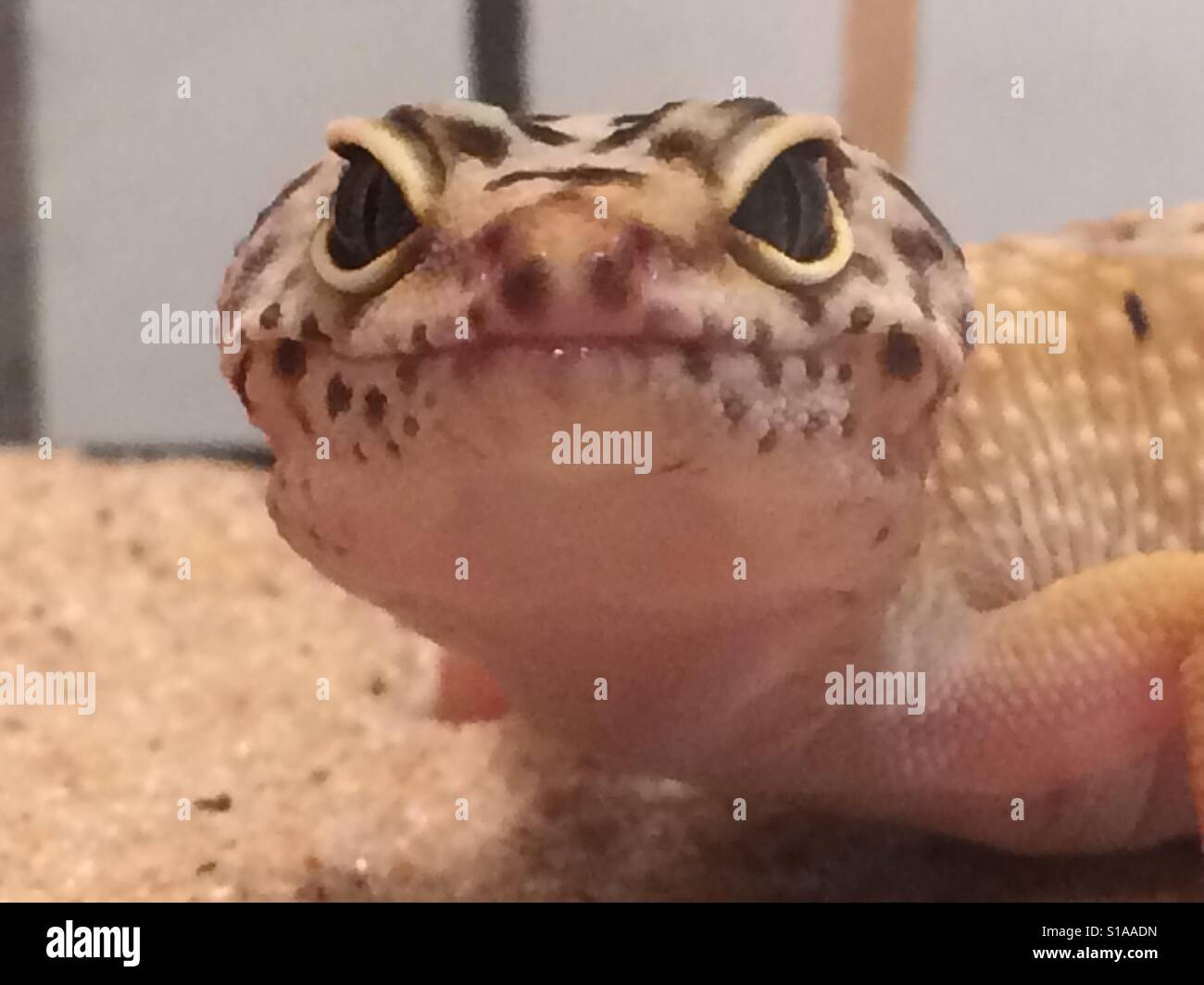 Leopard Gecko Smile