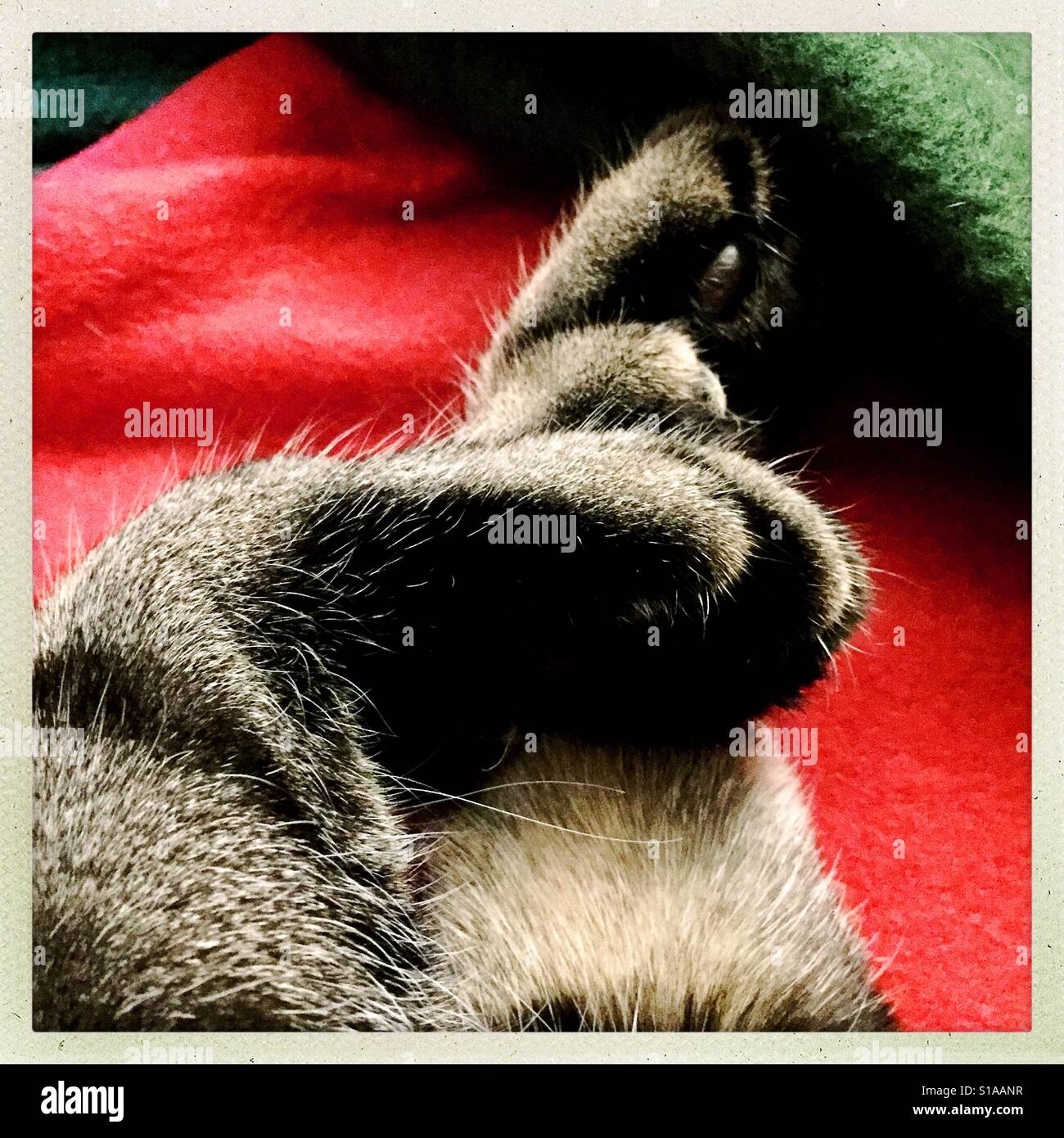 Sleepy cat paws Stock Photo - Alamy