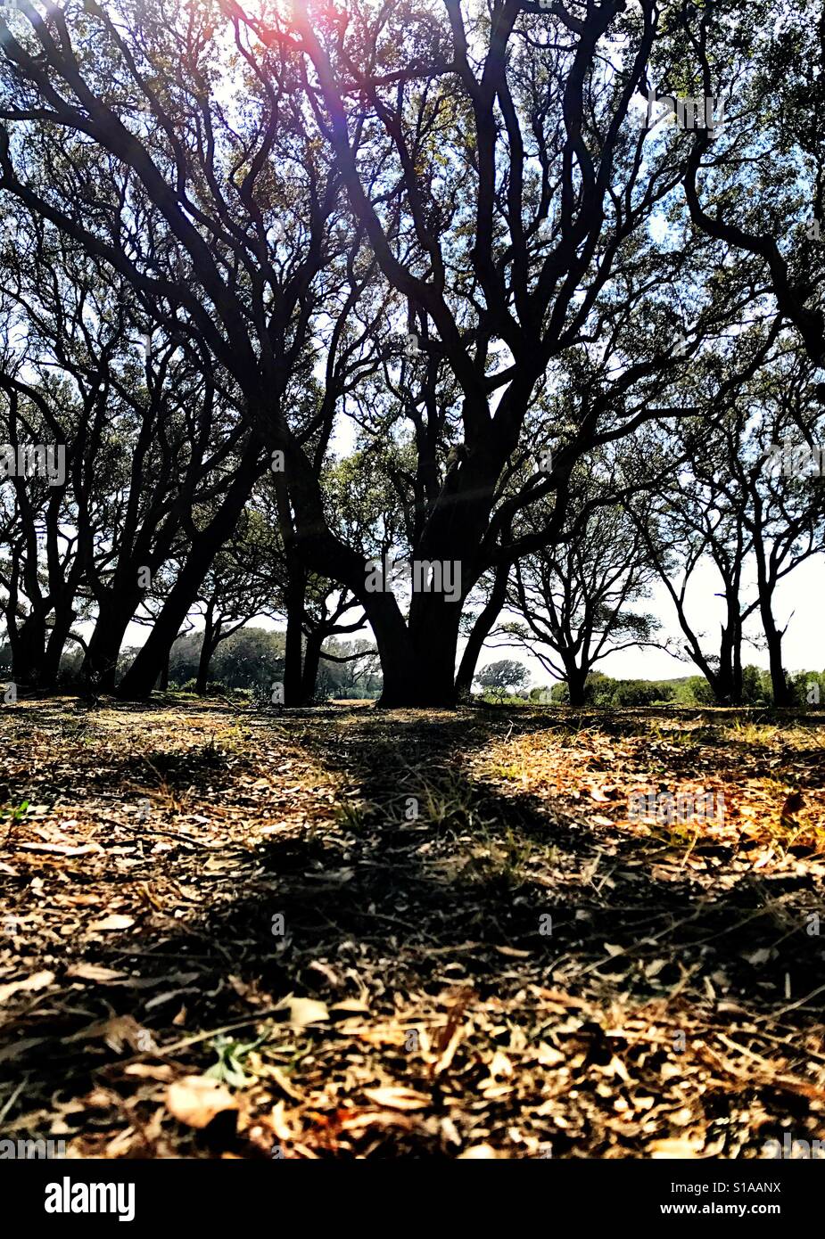 Green tree trees hi-res stock photography and images - Alamy