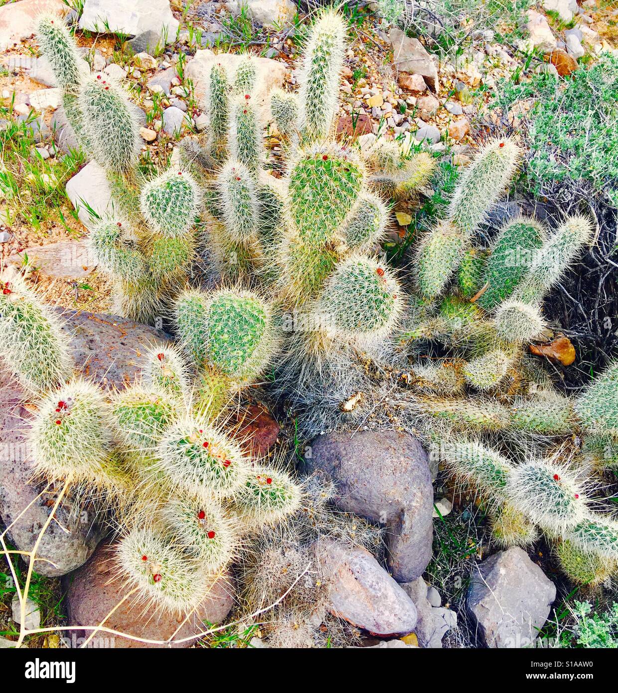 Dessert plant hi-res stock photography and images - Alamy