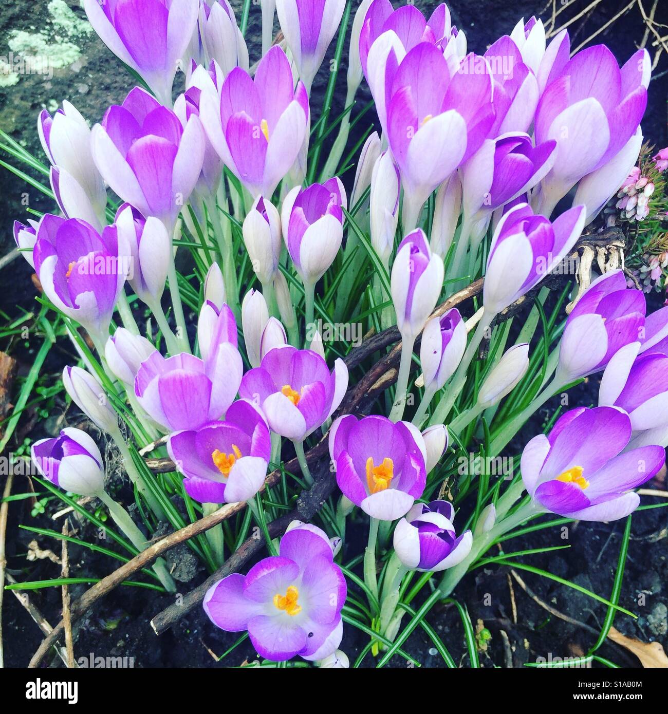 Spring flowers purple hi-res stock photography and images - Alamy