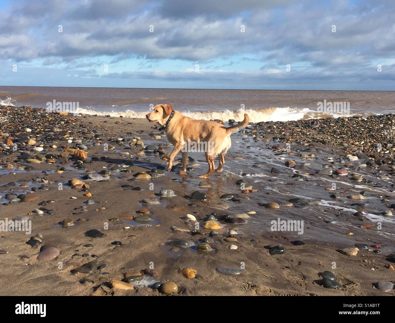 Labrador dog on beach hi-res stock photography and images - Alamy