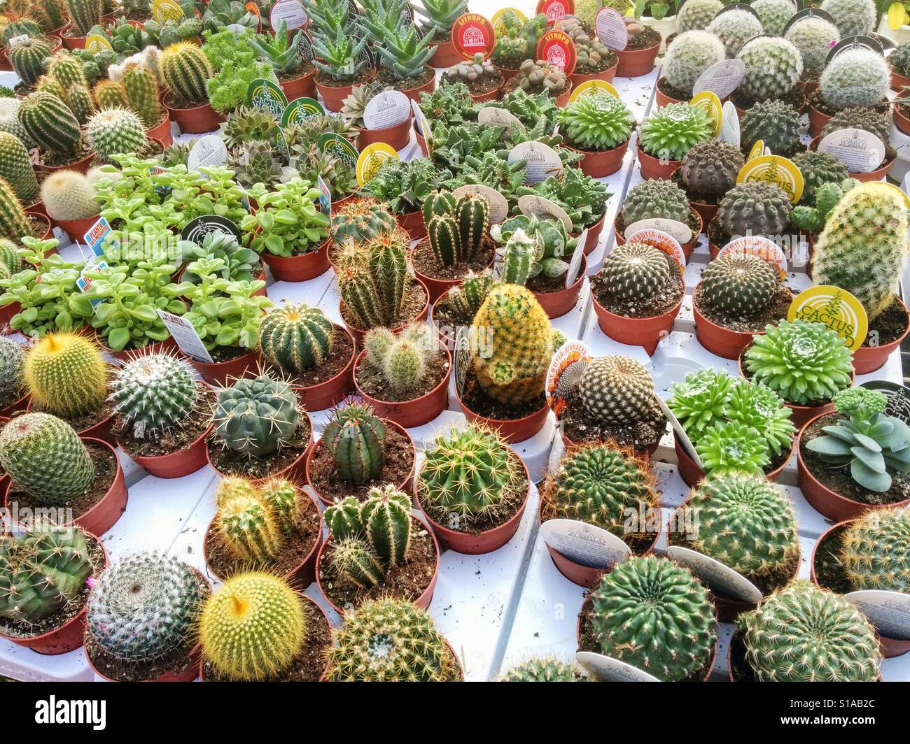 Cactus sale hi-res stock photography and images - Alamy