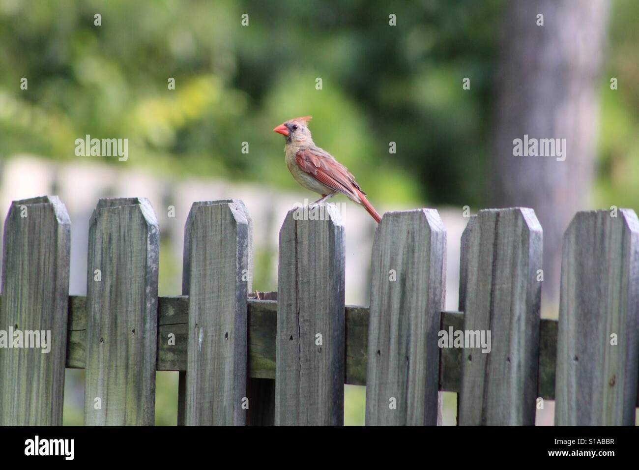 Bird on a fence Stock Photo - Alamy