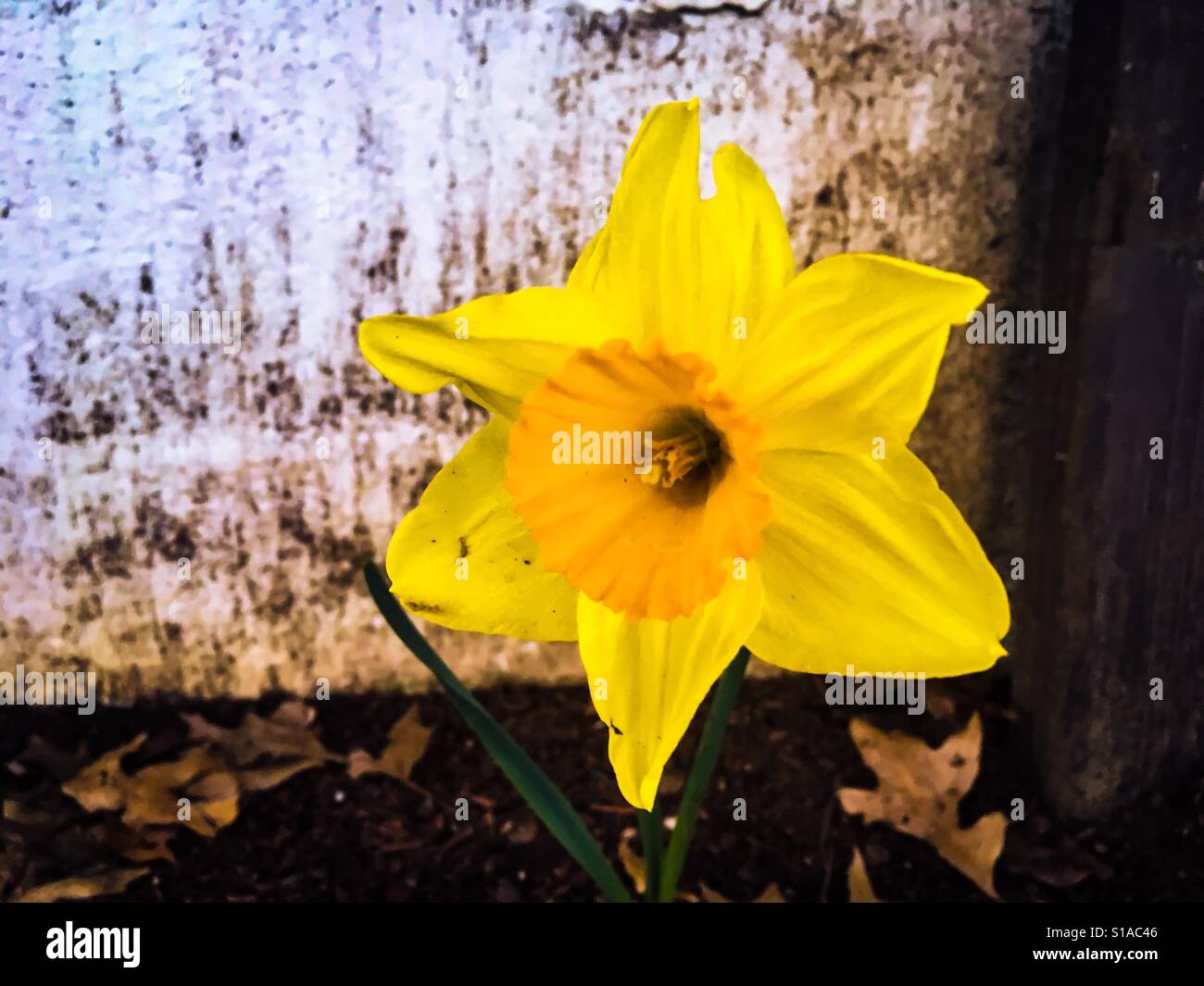 Dirty flower hi-res stock photography and images - Alamy