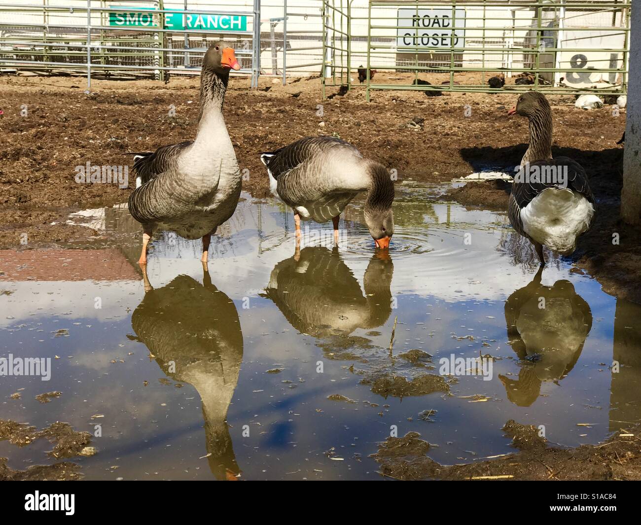 Farm animals out and about Stock Photo - Alamy