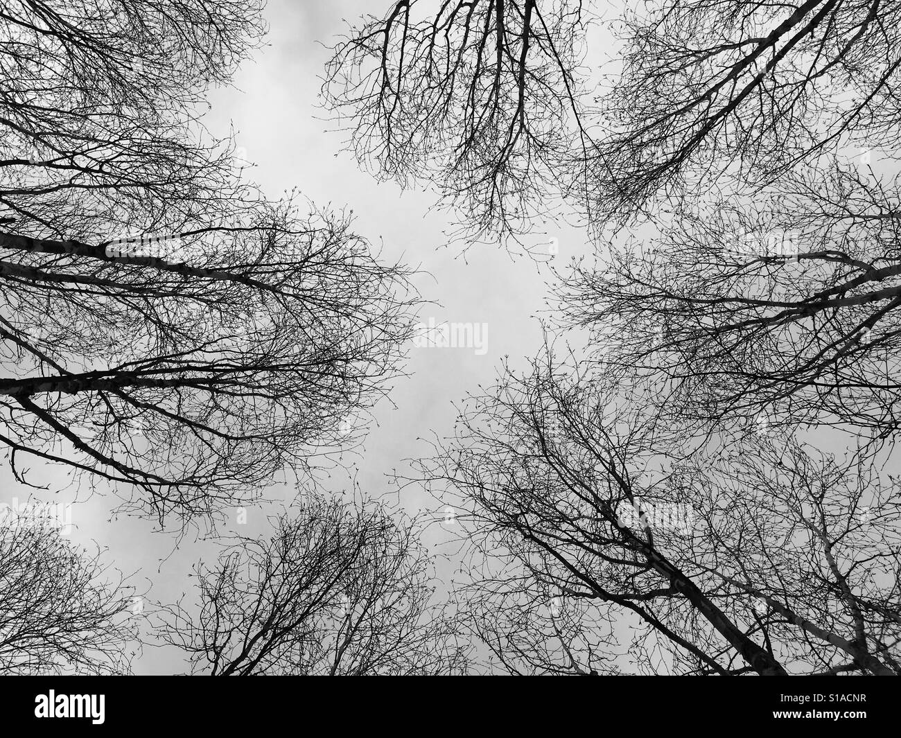 Tops Black and White Stock Photos & Images - Alamy