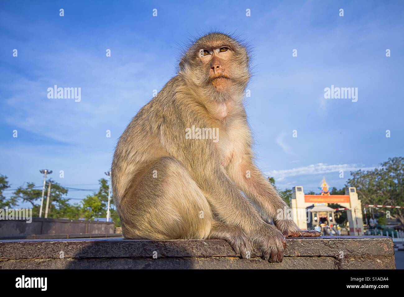 Monkey sit hi-res stock photography and images - Alamy