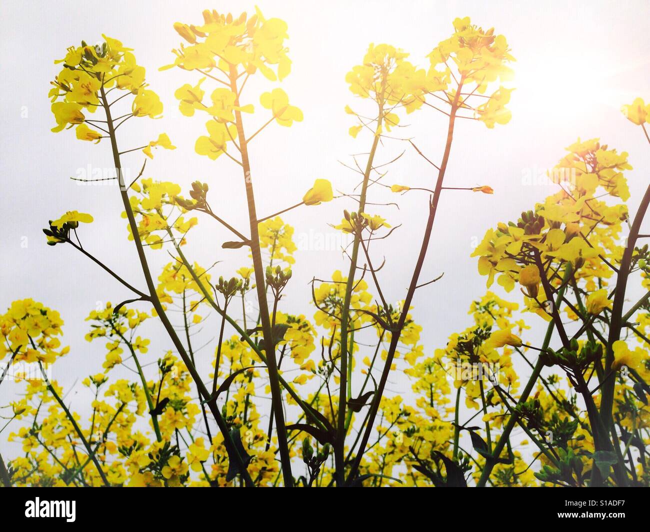 Rapeseed plant hi-res stock photography and images - Alamy