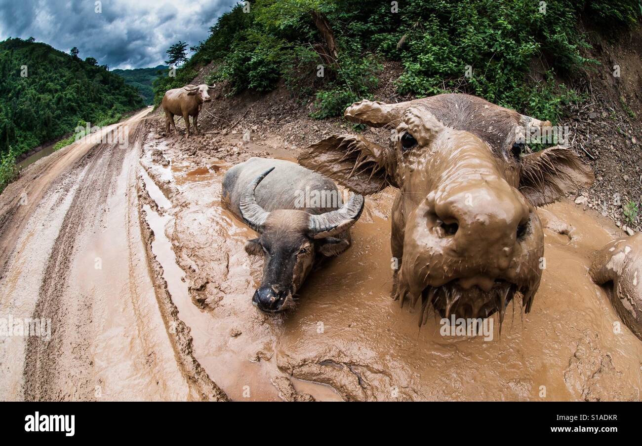 Cows Mud High Resolution Stock Photography and Images - Alamy