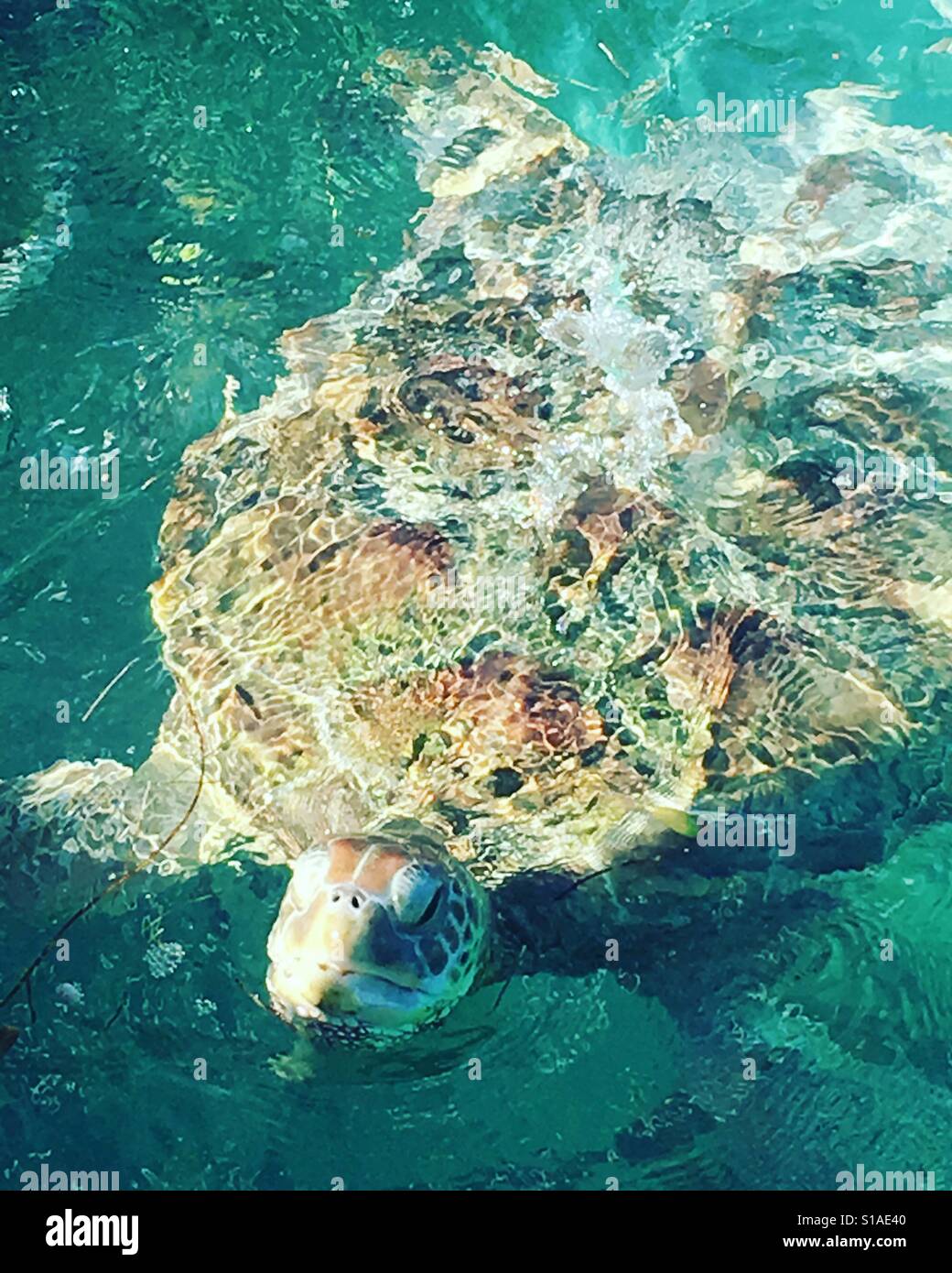 Save The Turtles High Resolution Stock Photography and Images - Alamy