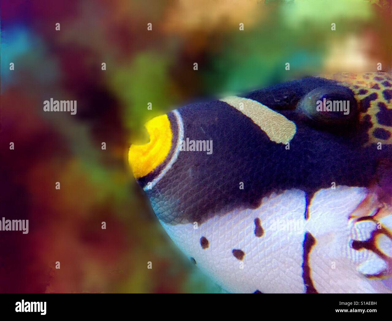 Yellow angel fish hi-res stock photography and images - Alamy