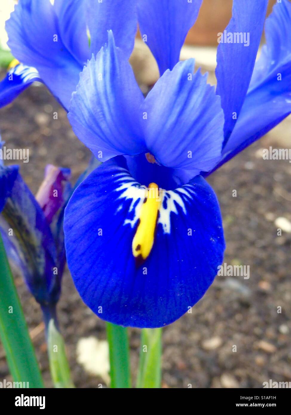 Iris garden hi-res stock photography and images - Alamy